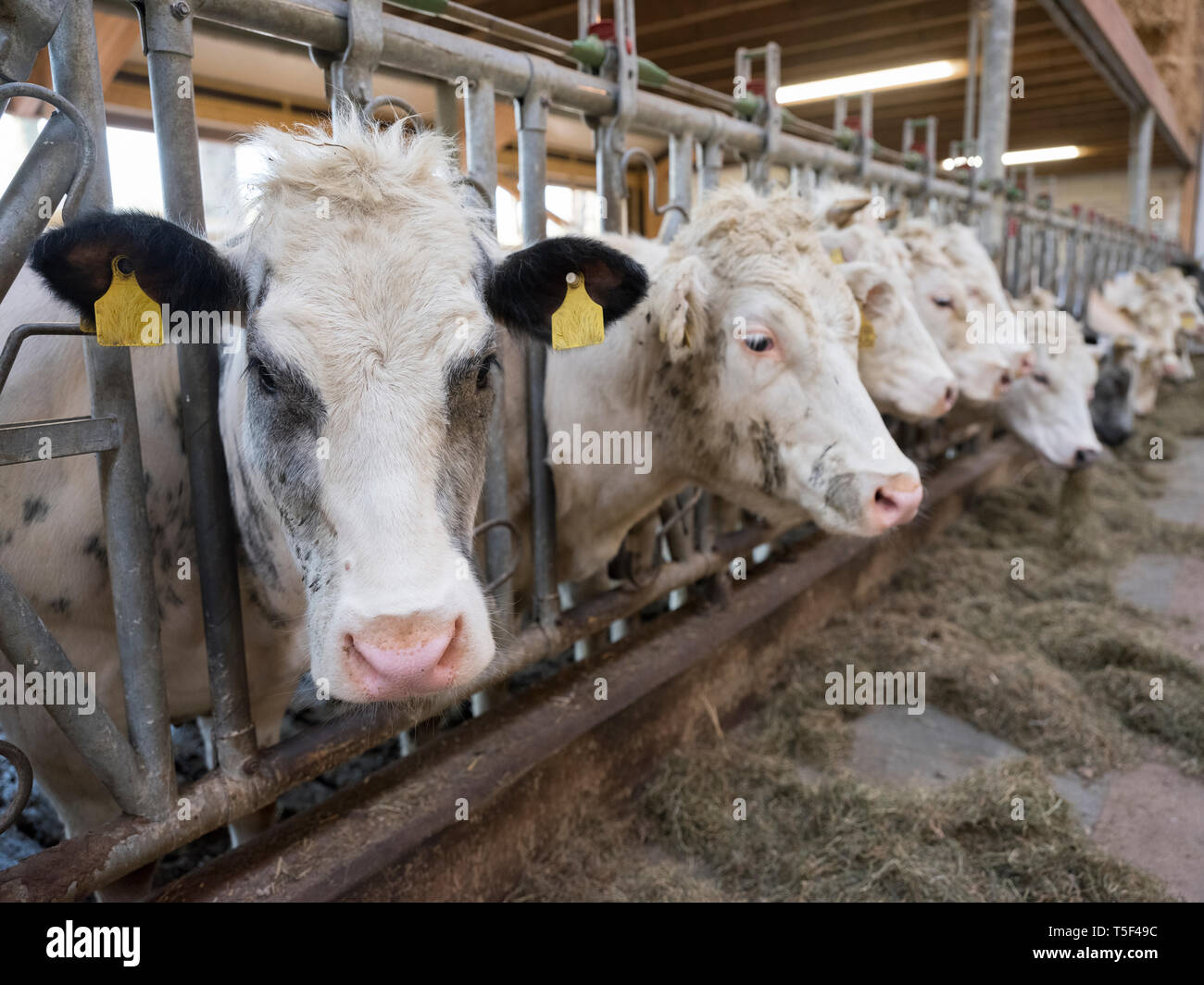 white meat cows inside barn on farm in the netherlands Stock Photo - Alamy