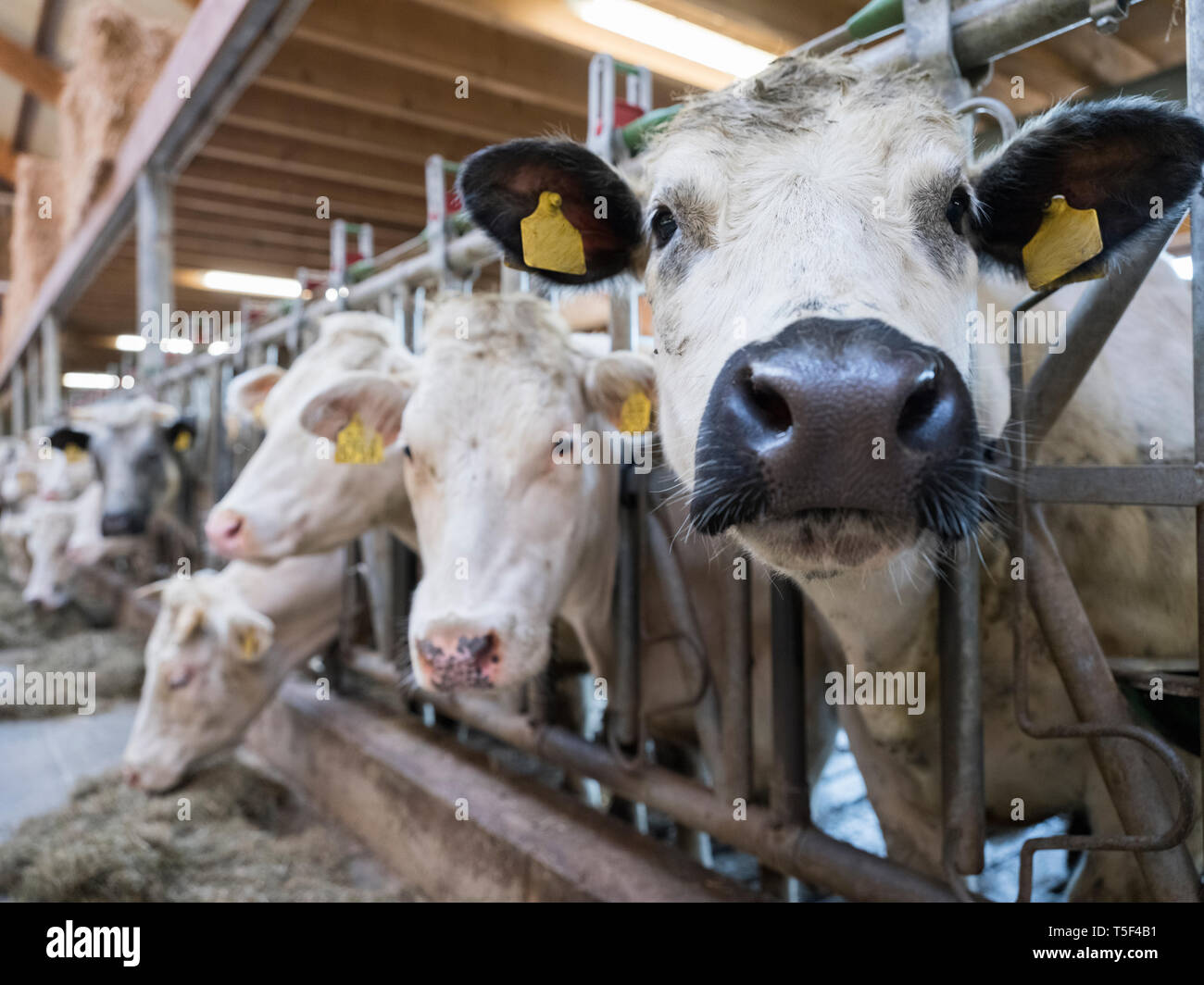 white meat cows inside barn on farm in the netherlands Stock Photo - Alamy