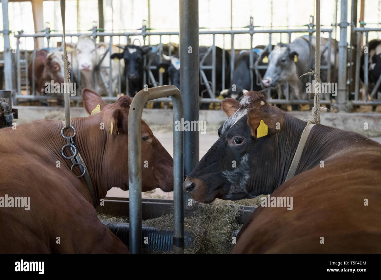 Do cows lie down hi-res stock photography and images - Alamy