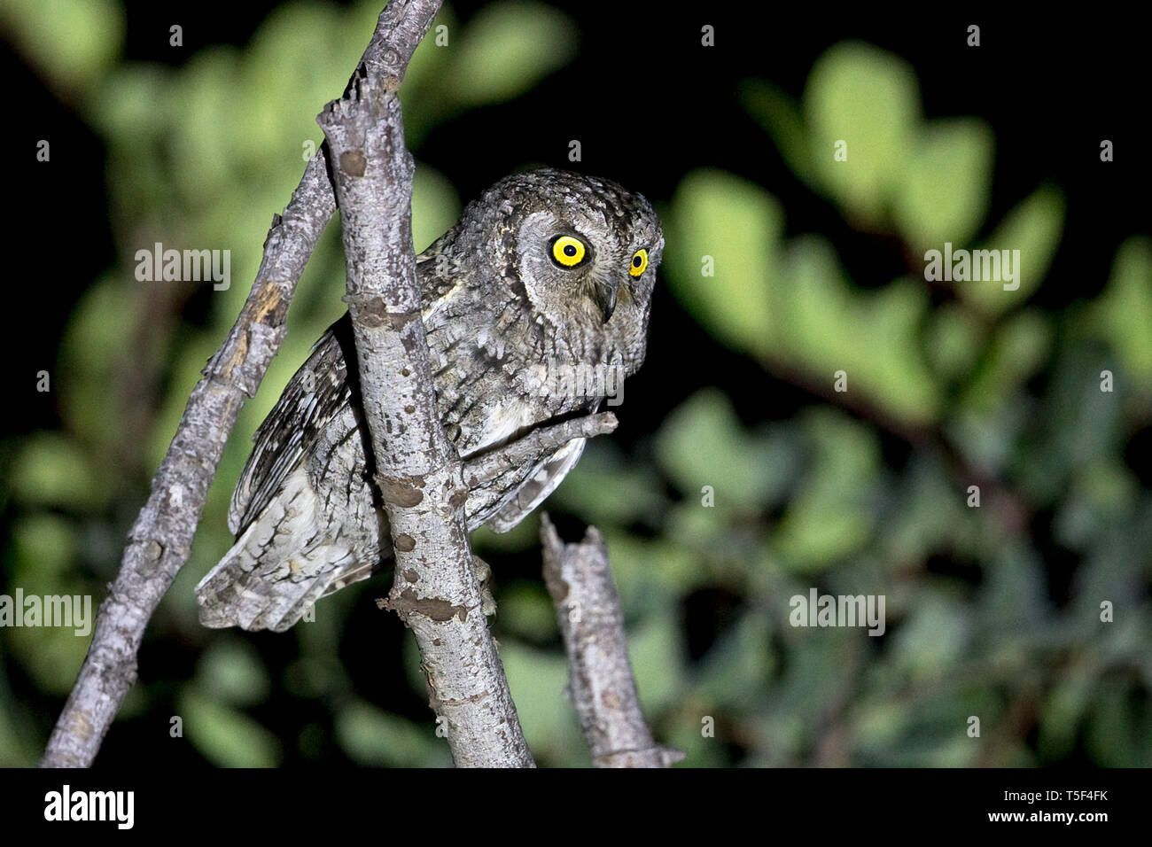 Otus cyprius hi-res stock photography and images - Alamy
