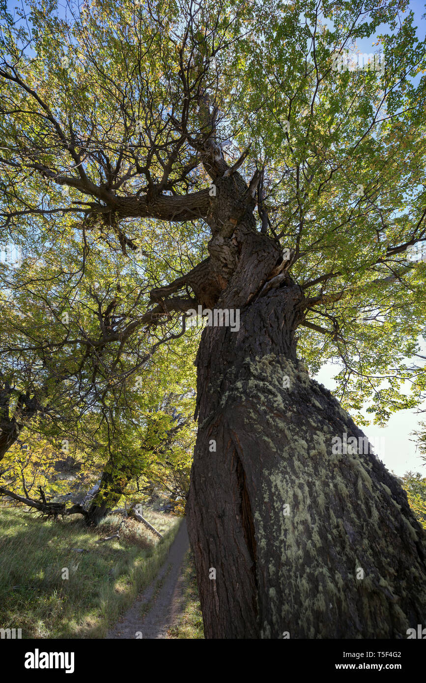 Southern beech (Nothofagus sp.), El Chalten, Santa Cruz district ...