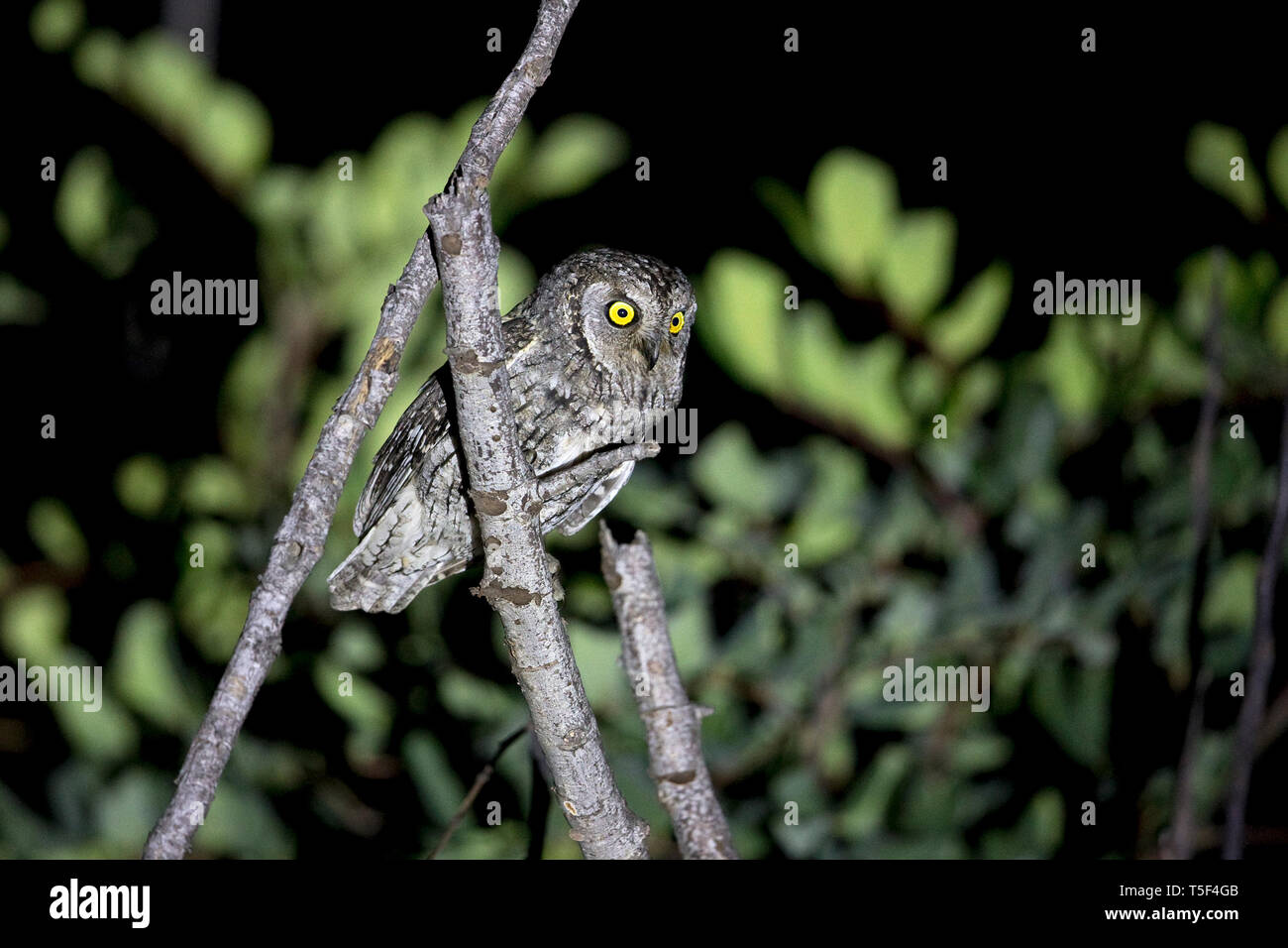 Eastern scops owl hi-res stock photography and images - Alamy