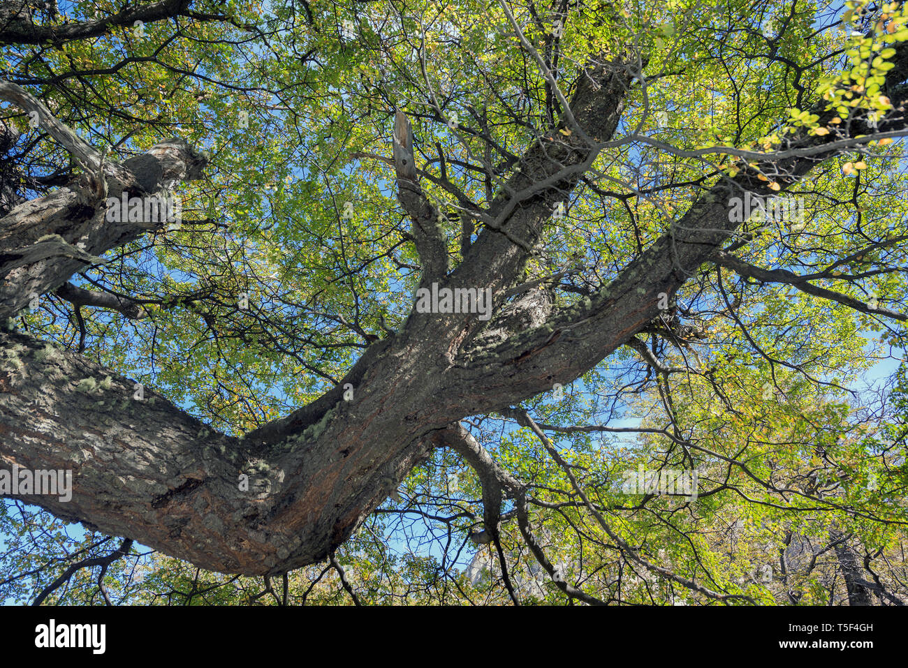 Nothofagus Sp High Resolution Stock Photography and Images - Alamy