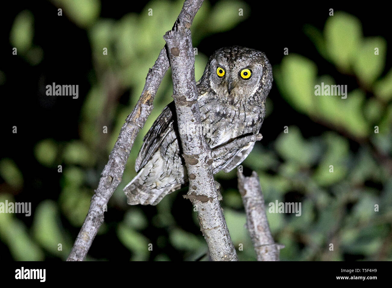 Birds of cyprus hi-res stock photography and images - Alamy