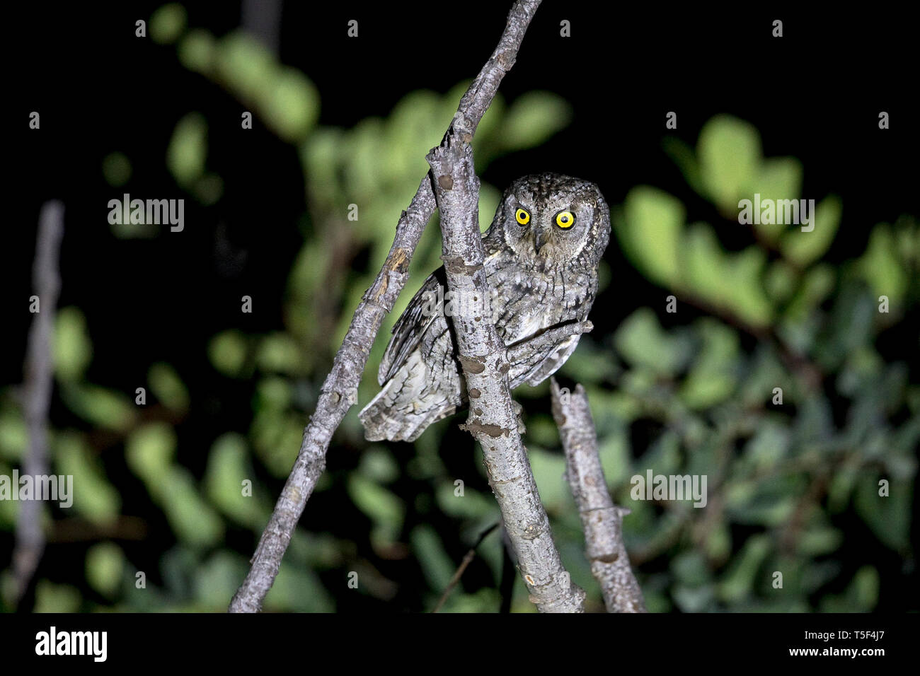 Eastern scops owl hi-res stock photography and images - Alamy