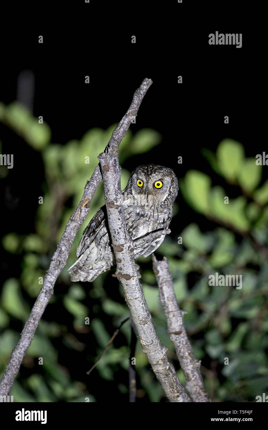 Cyprus Scops Owl (Otus cyprius Stock Photo - Alamy