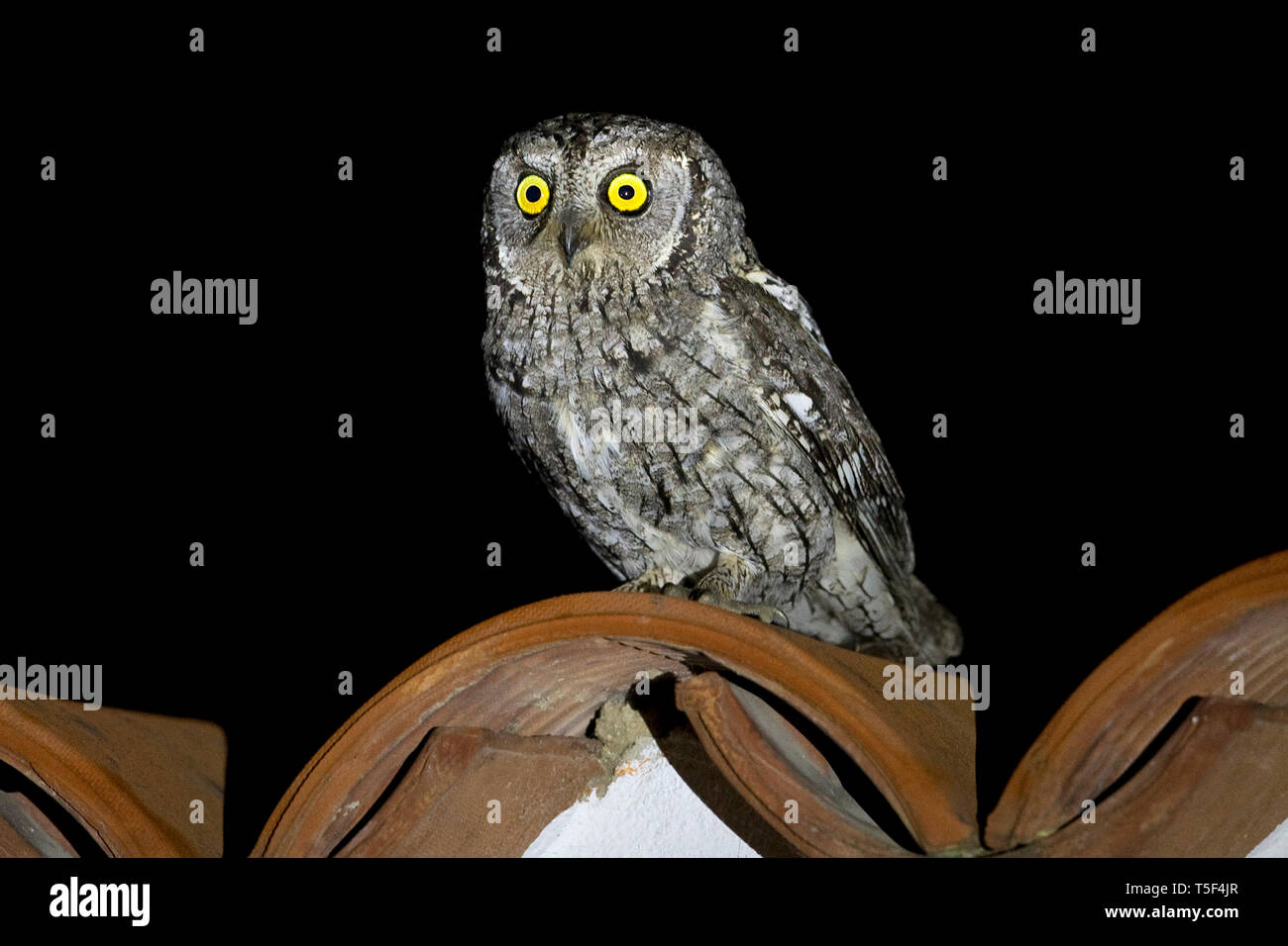 Scops owls europe hi-res stock photography and images - Alamy