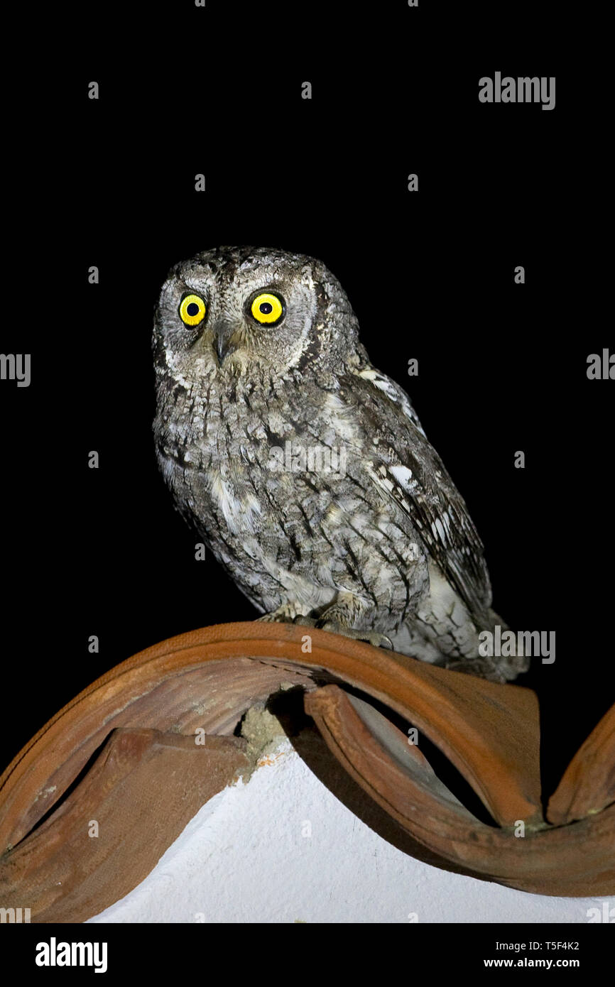 Owls of cyprus hi-res stock photography and images - Alamy