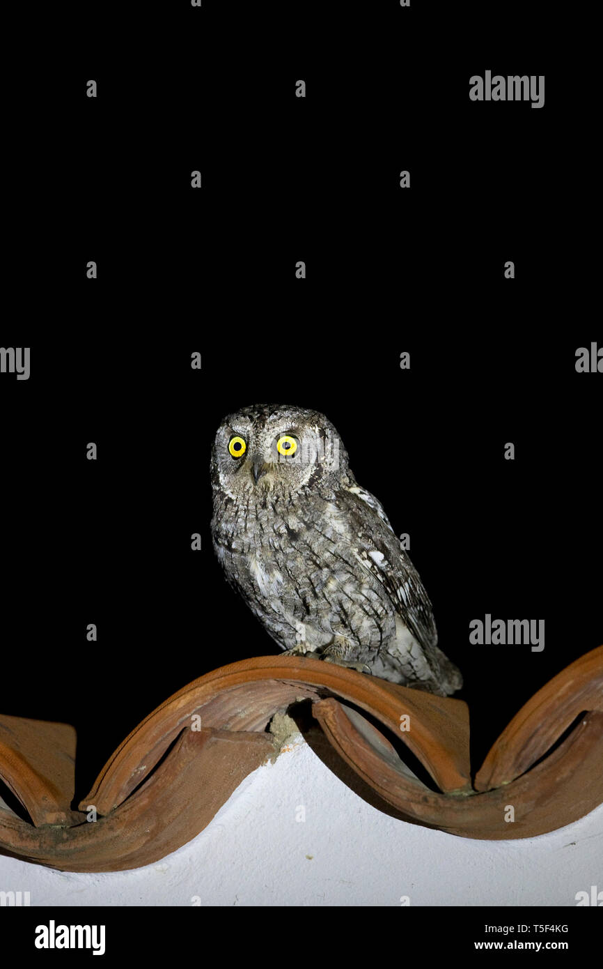 Cyprus Scops Owl (Otus cyprius Stock Photo - Alamy