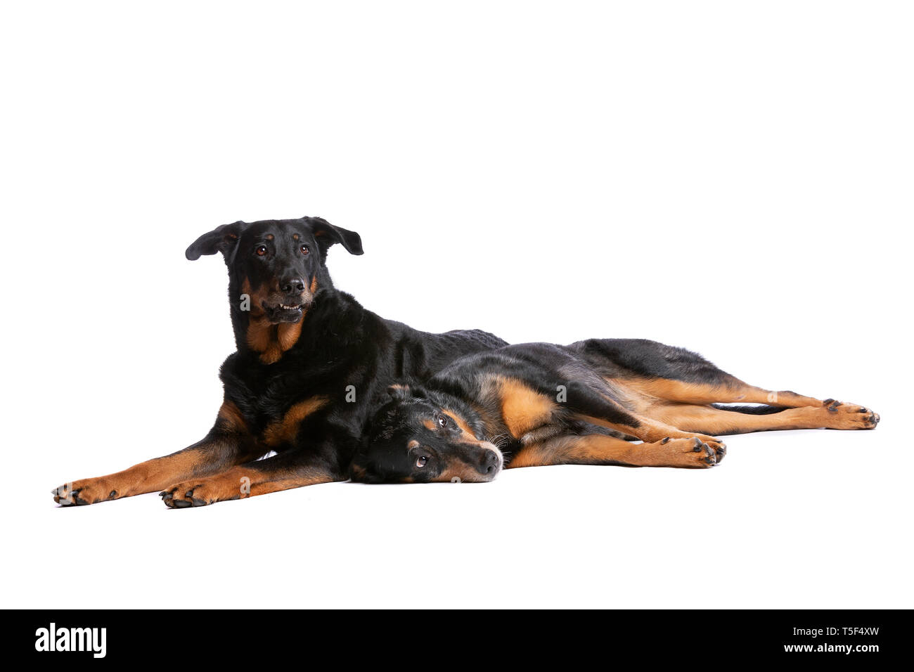 two Beauceron dogs lying in front of a white background Stock Photo - Alamy