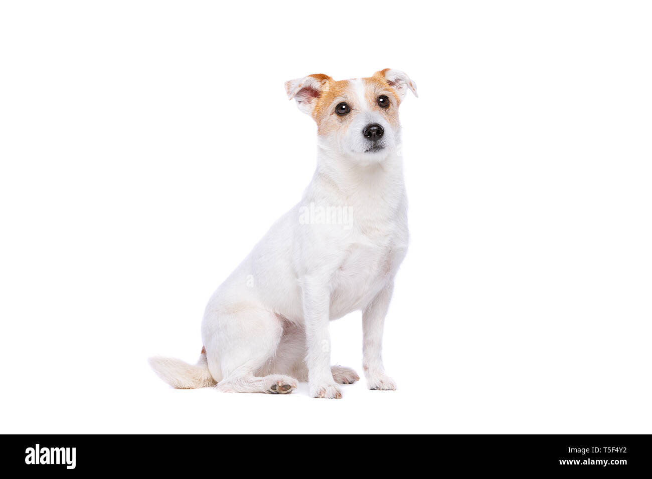 Jack russell sitting in Cut Out Stock Images & Pictures - Alamy