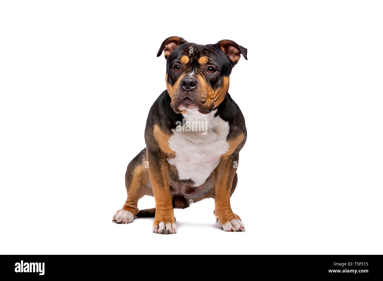 American bully dog Cut Out Stock Images & Pictures - Alamy