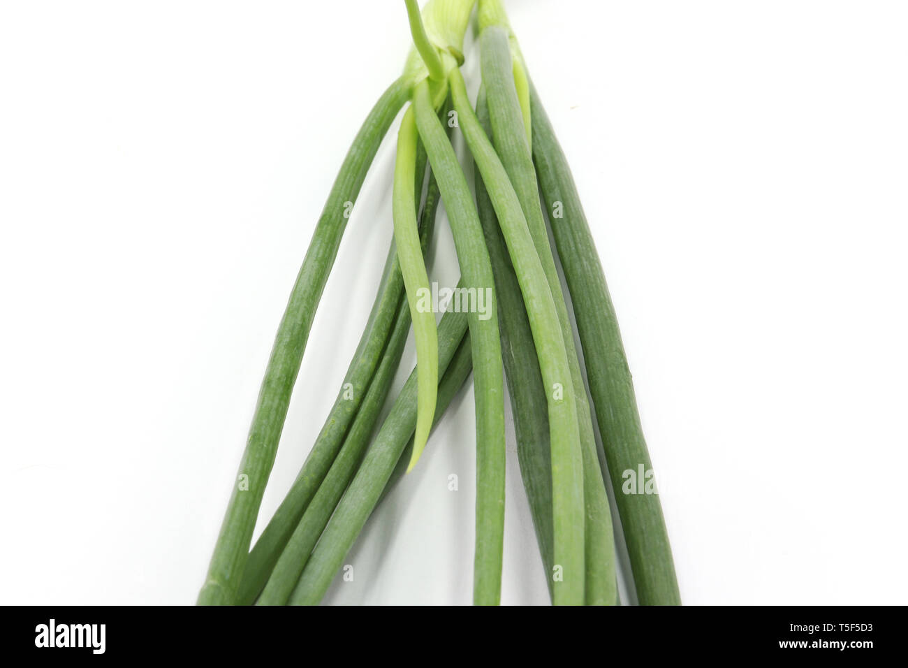 Scallion green onion spring onion salad onion bundle whole root on ...