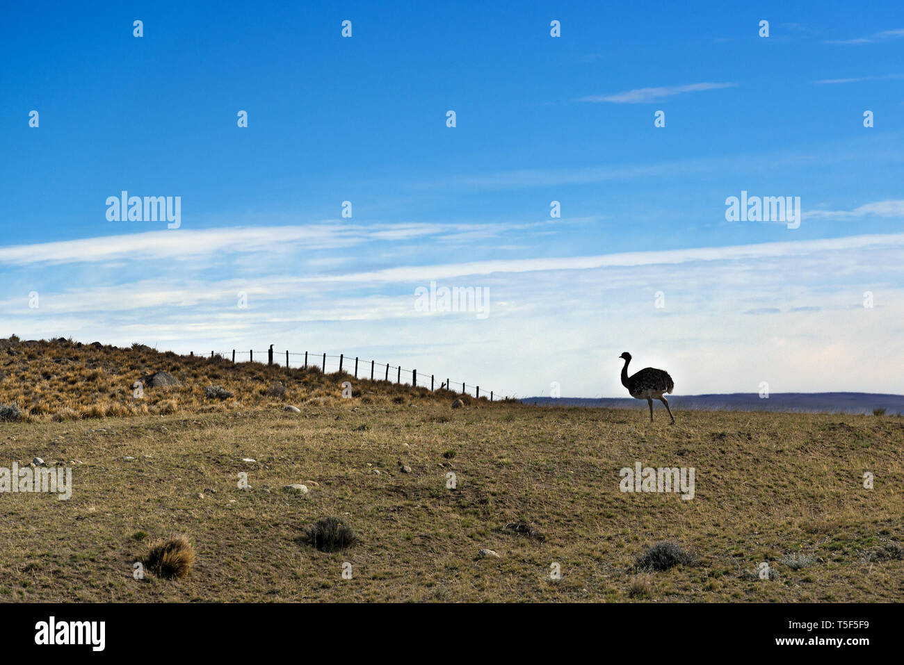 Argentina greater rhea hi-res stock photography and images - Alamy