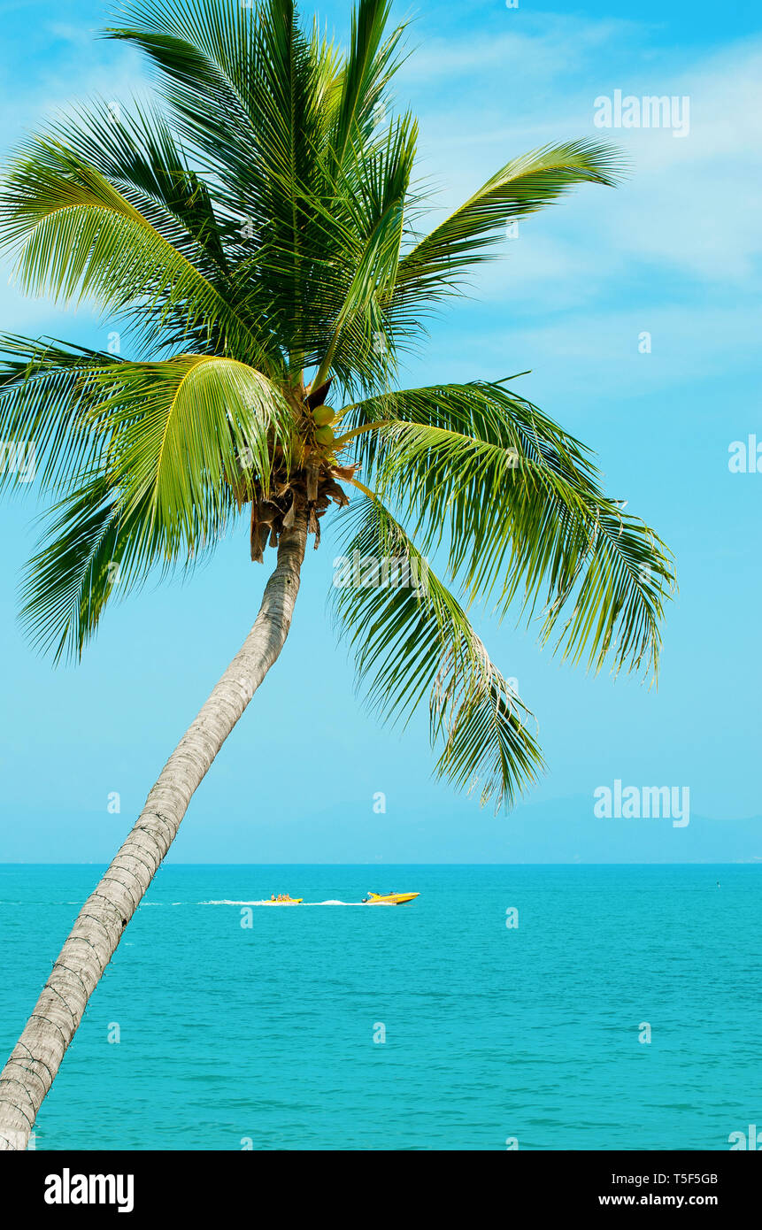 Holidays at sea. The turquoise water and palm tree on blue sky ...