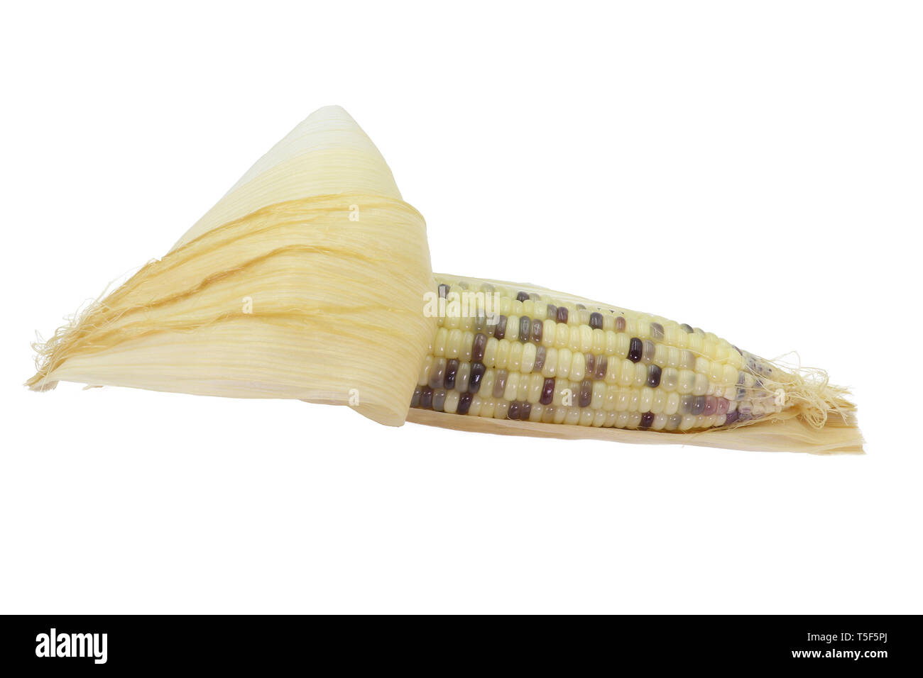 boiled corn and peel ready to eat close up in isolated on white ...