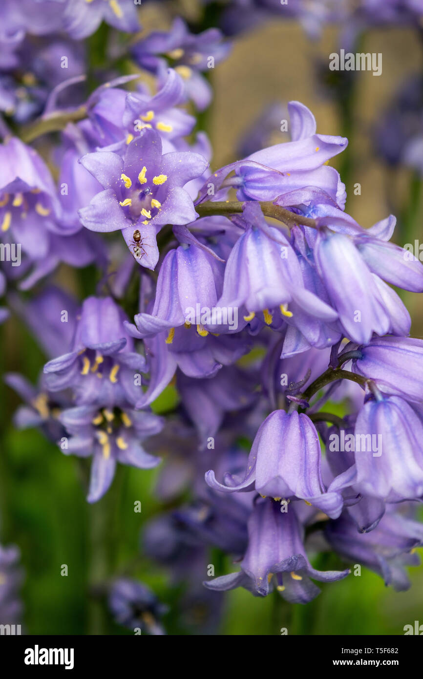 Curled stigma hi-res stock photography and images - Alamy