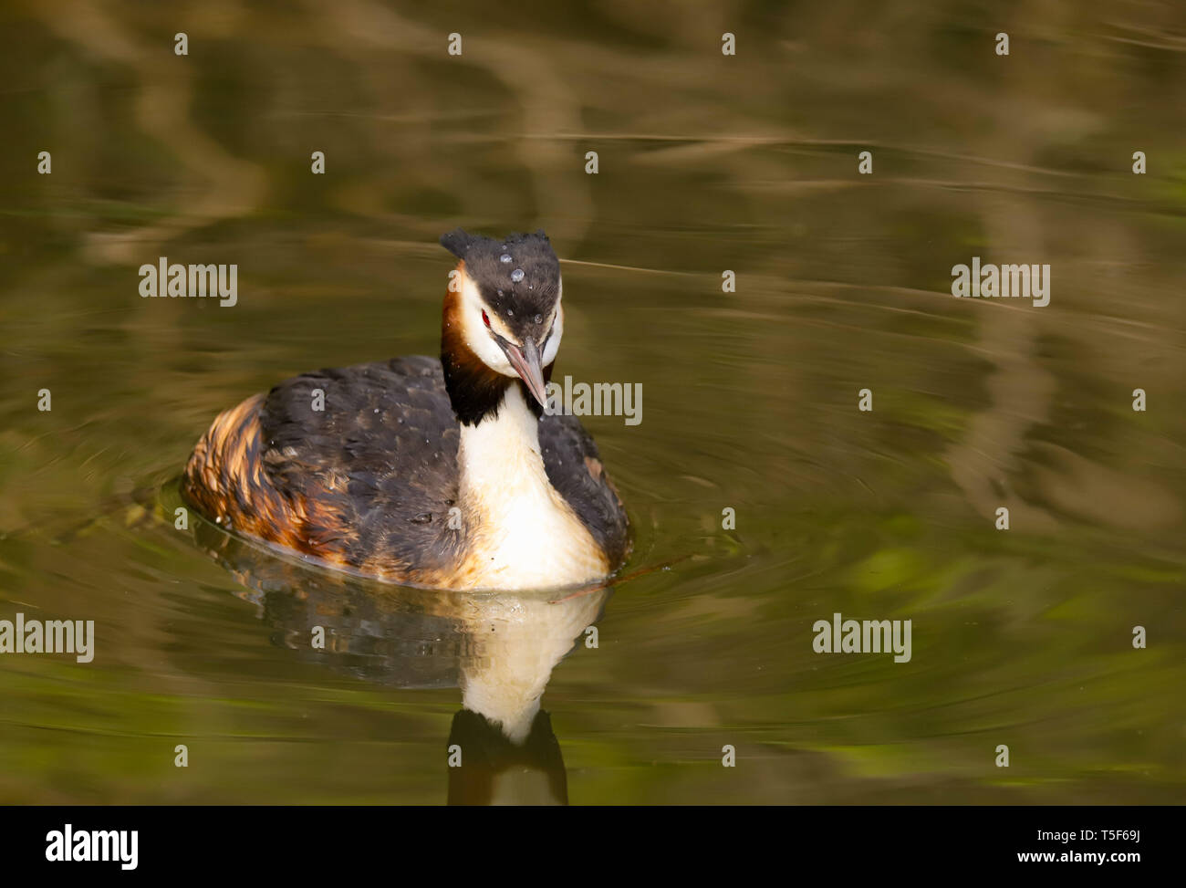 Grebe feet hi-res stock photography and images - Alamy
