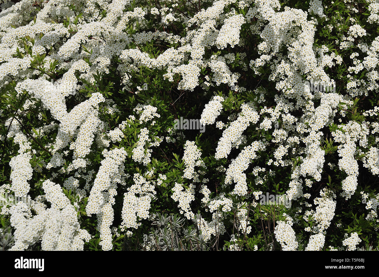 Argutica hi-res stock photography and images - Alamy