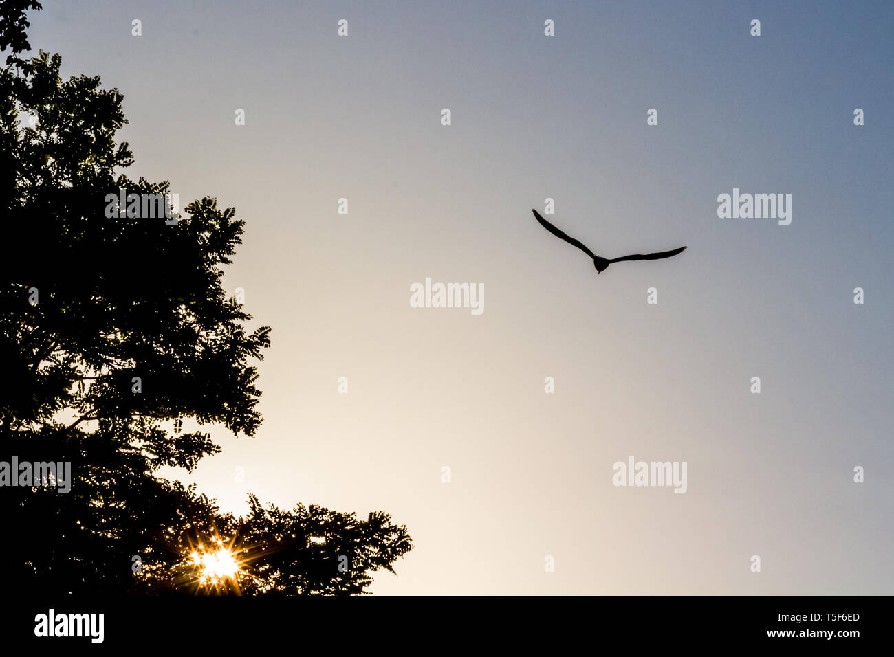 Flying bye hi-res stock photography and images - Alamy