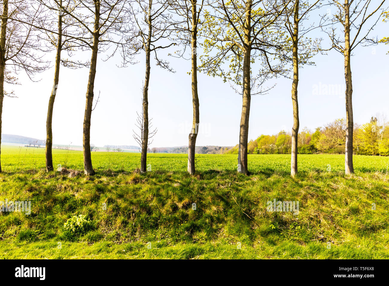 Row of trees Lincolnshire Wolds UK England, line of trees, trees evenly ...