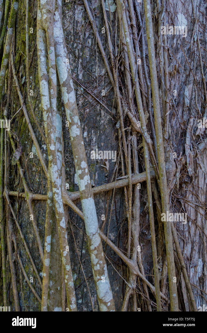 Rope like plant hi-res stock photography and images - Alamy