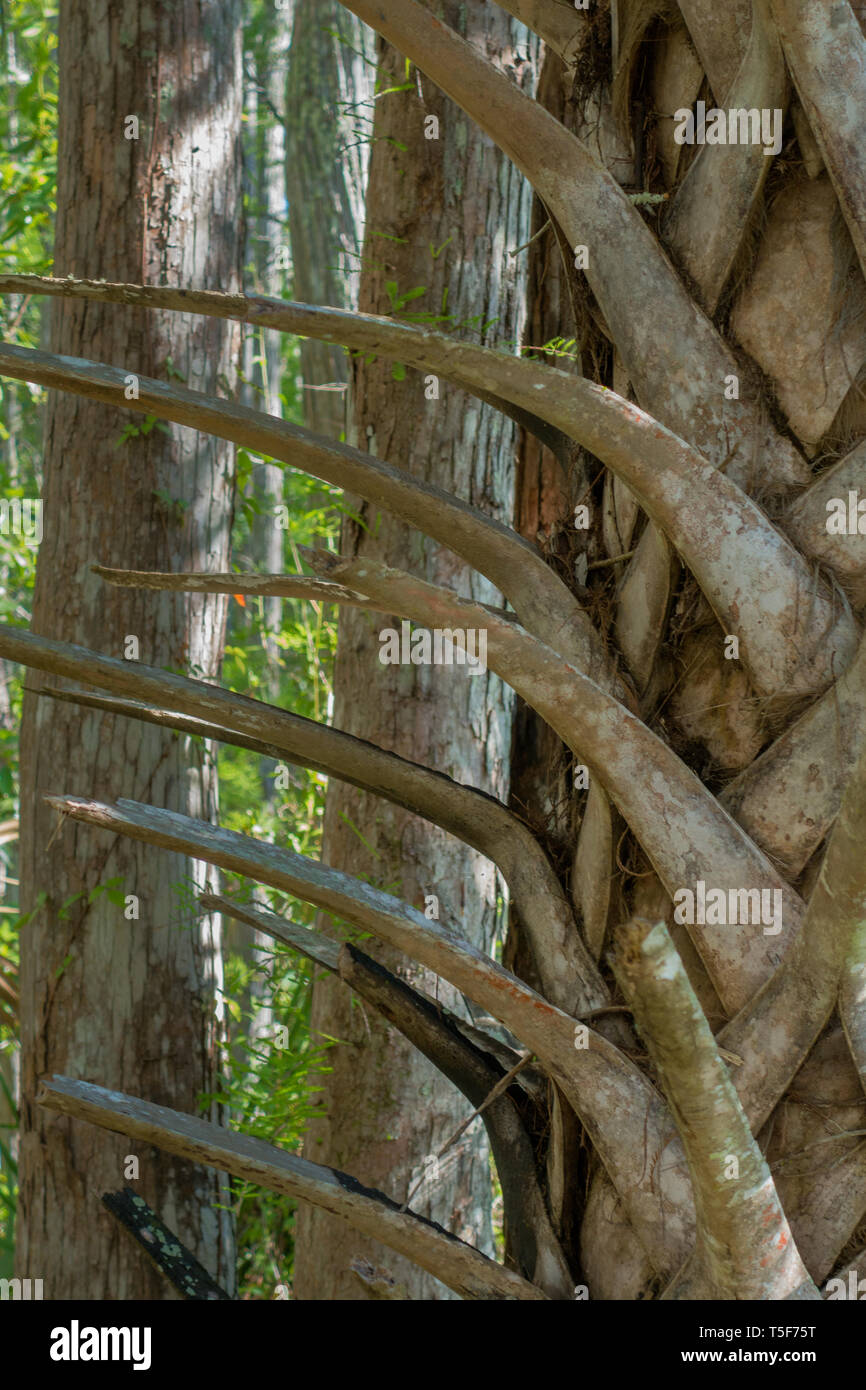 Pointy and Sharp Bark on a Florida Swamp Tree Stock Photo - Alamy