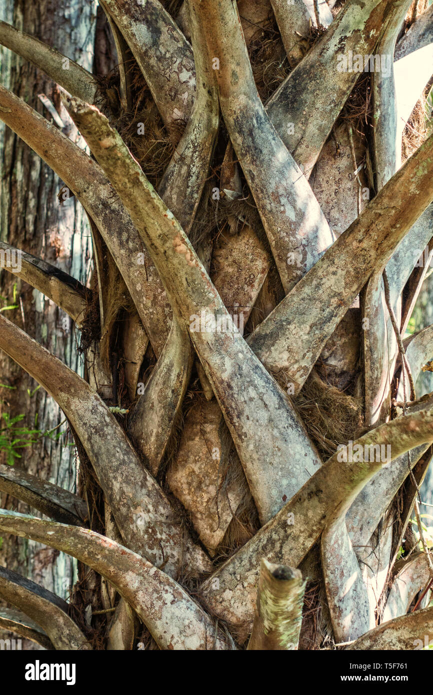 Pointy and Sharp Bark on a Florida Swamp Tree Stock Photo - Alamy