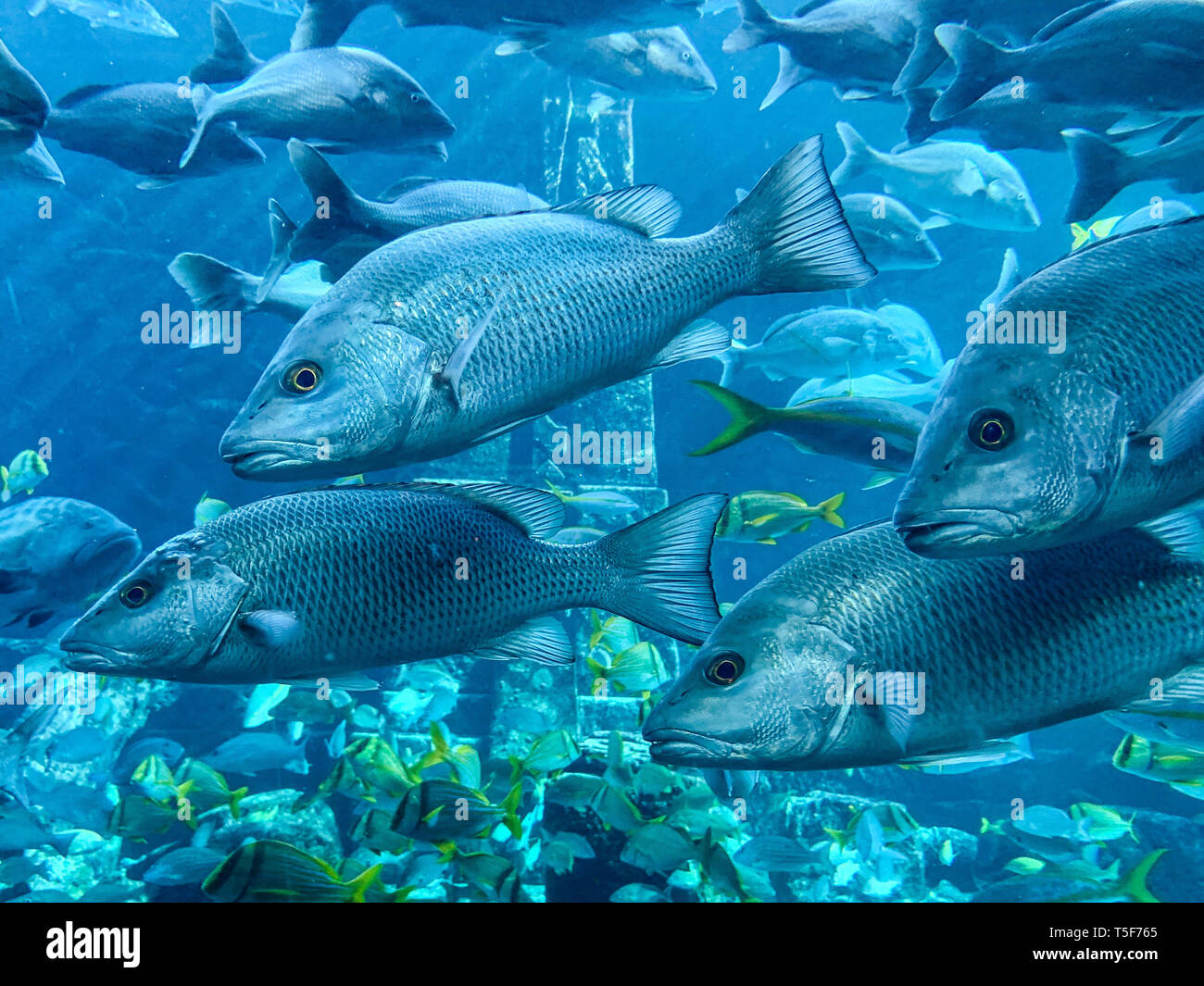 A school of Mutton Snapper, seen underwater in the Caribbean Stock ...