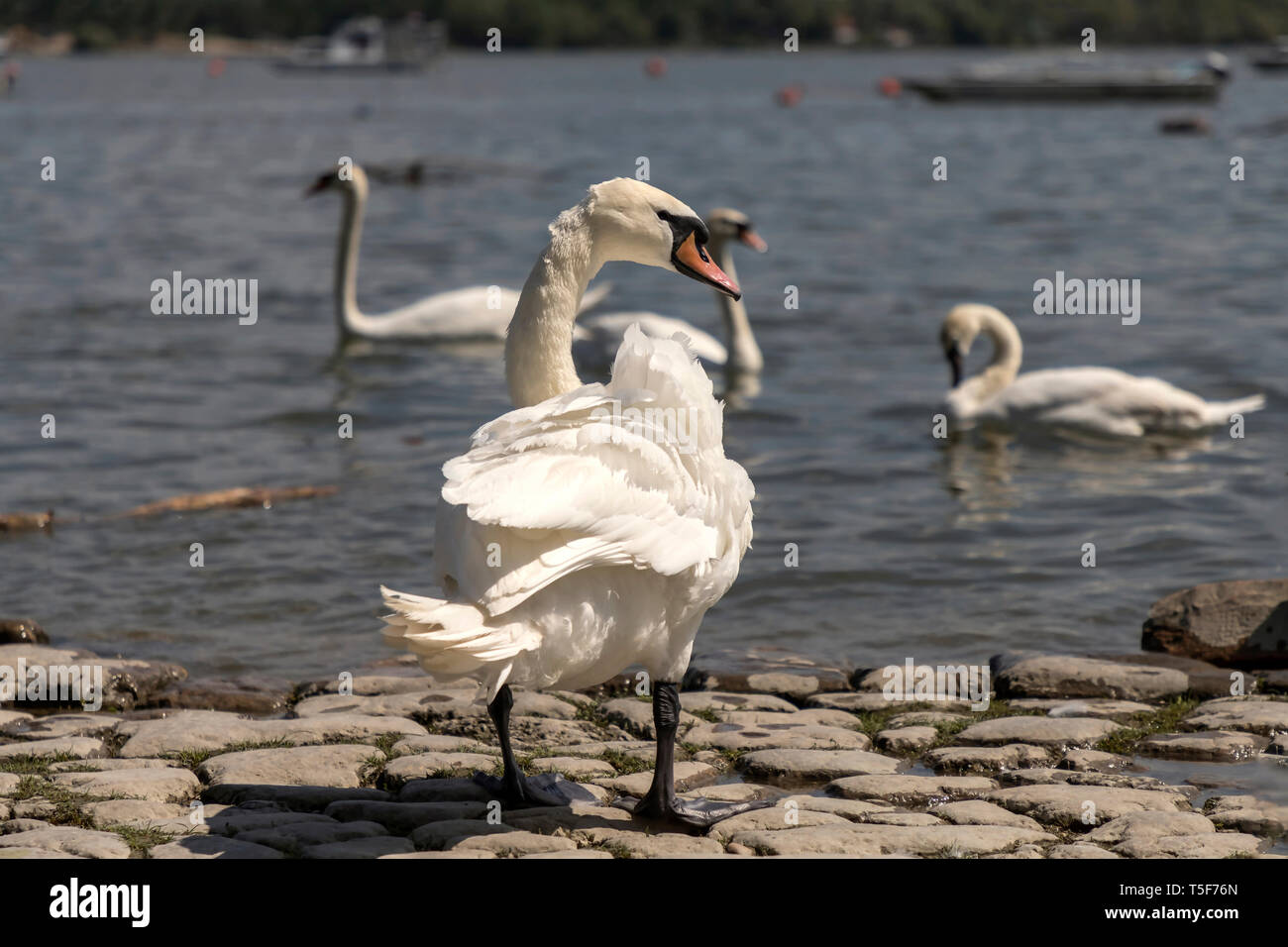 Danube river animals hi-res stock photography and images - Alamy