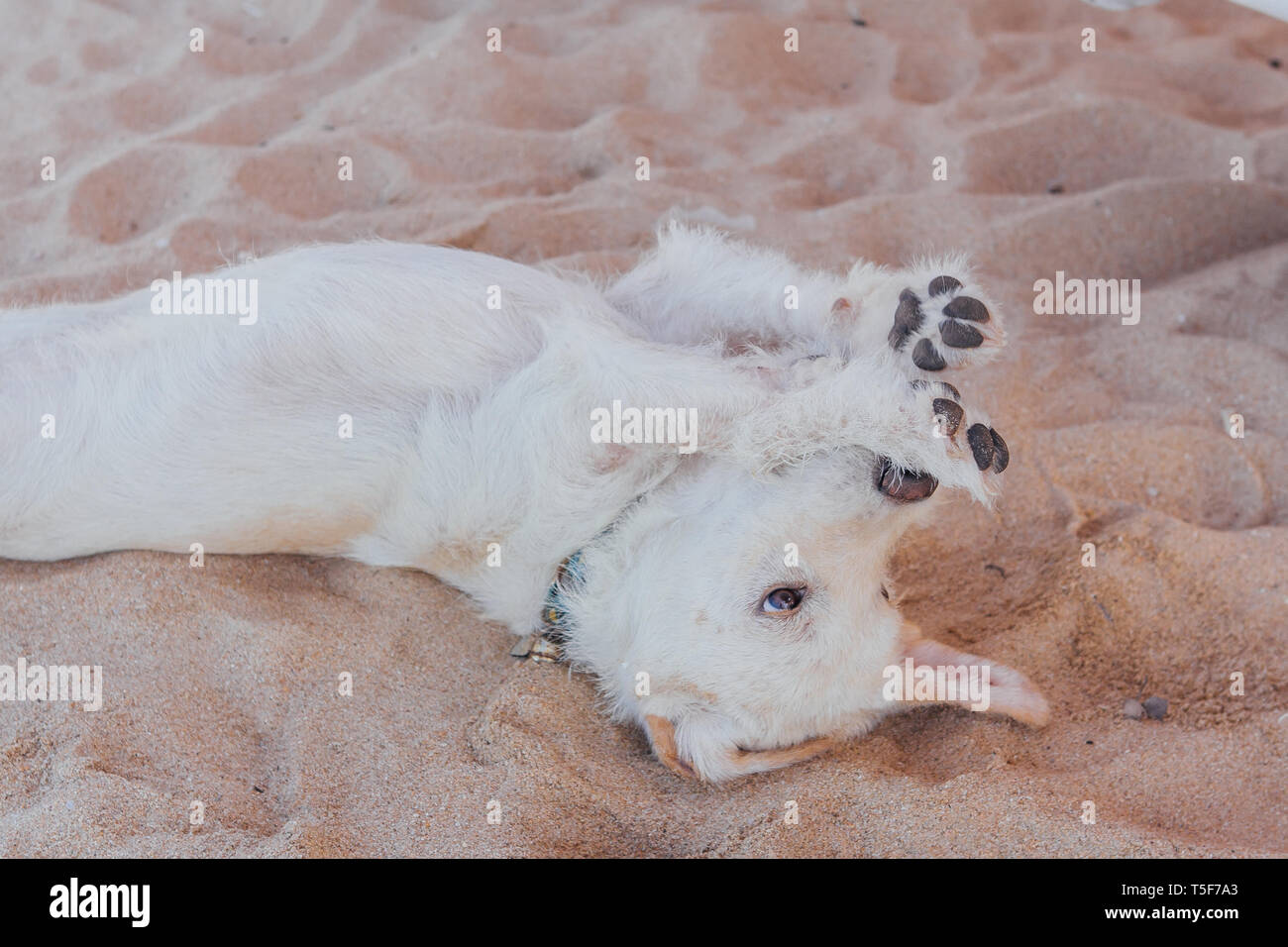 Cute white dog playing on the sandy beach Stock Photo - Alamy
