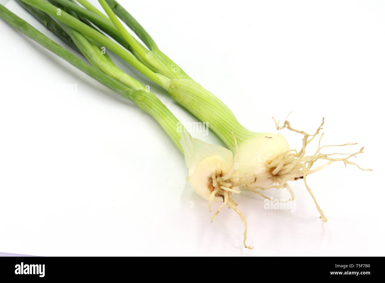 Scallion green onion spring onion salad onion bundle whole root on ...