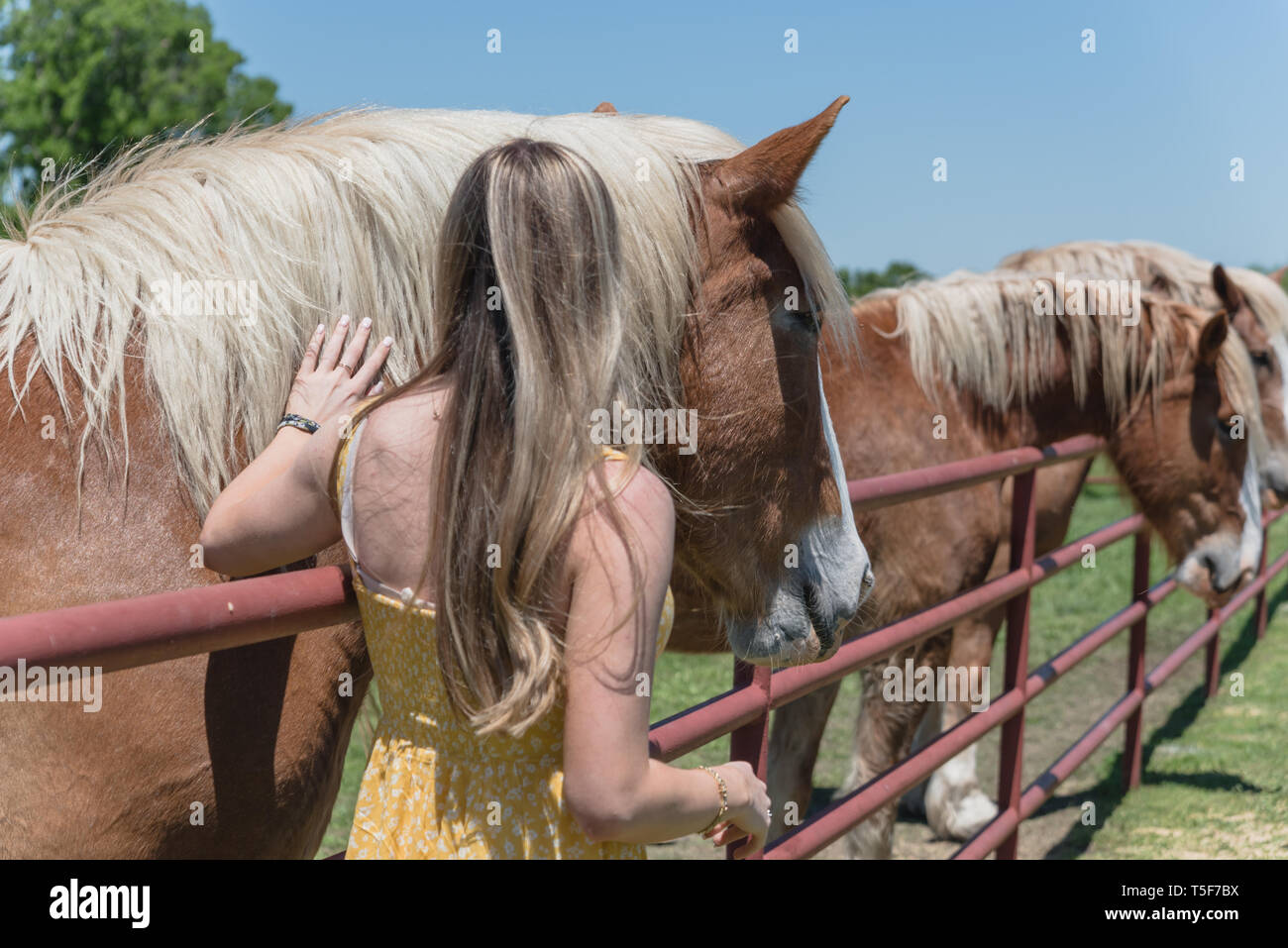 Draft horse rear view hi-res stock photography and images - Alamy