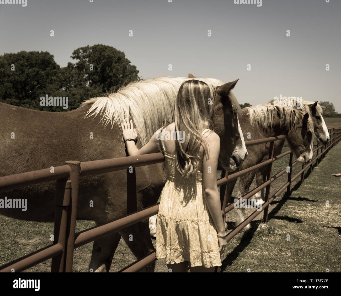 Rear view of blonde lady taking photo with Holland Draft Horses. Hand ...