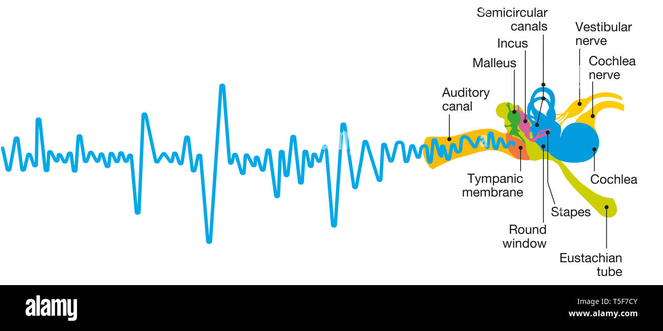 Human ear anatomy with captions, medically accurate 3D illustration ...