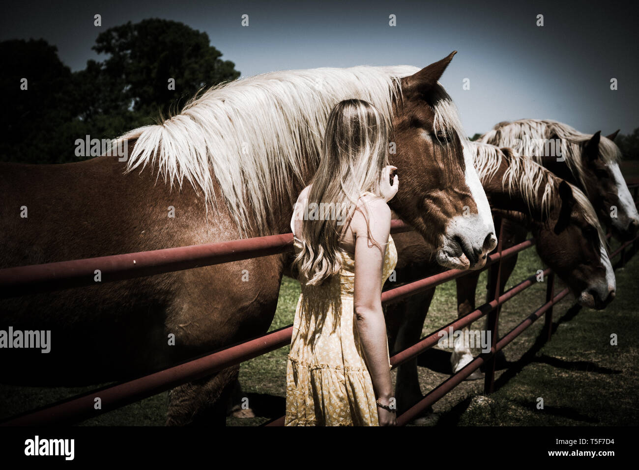 Rear view of blonde lady taking photo with Holland Draft Horses. Hand ...