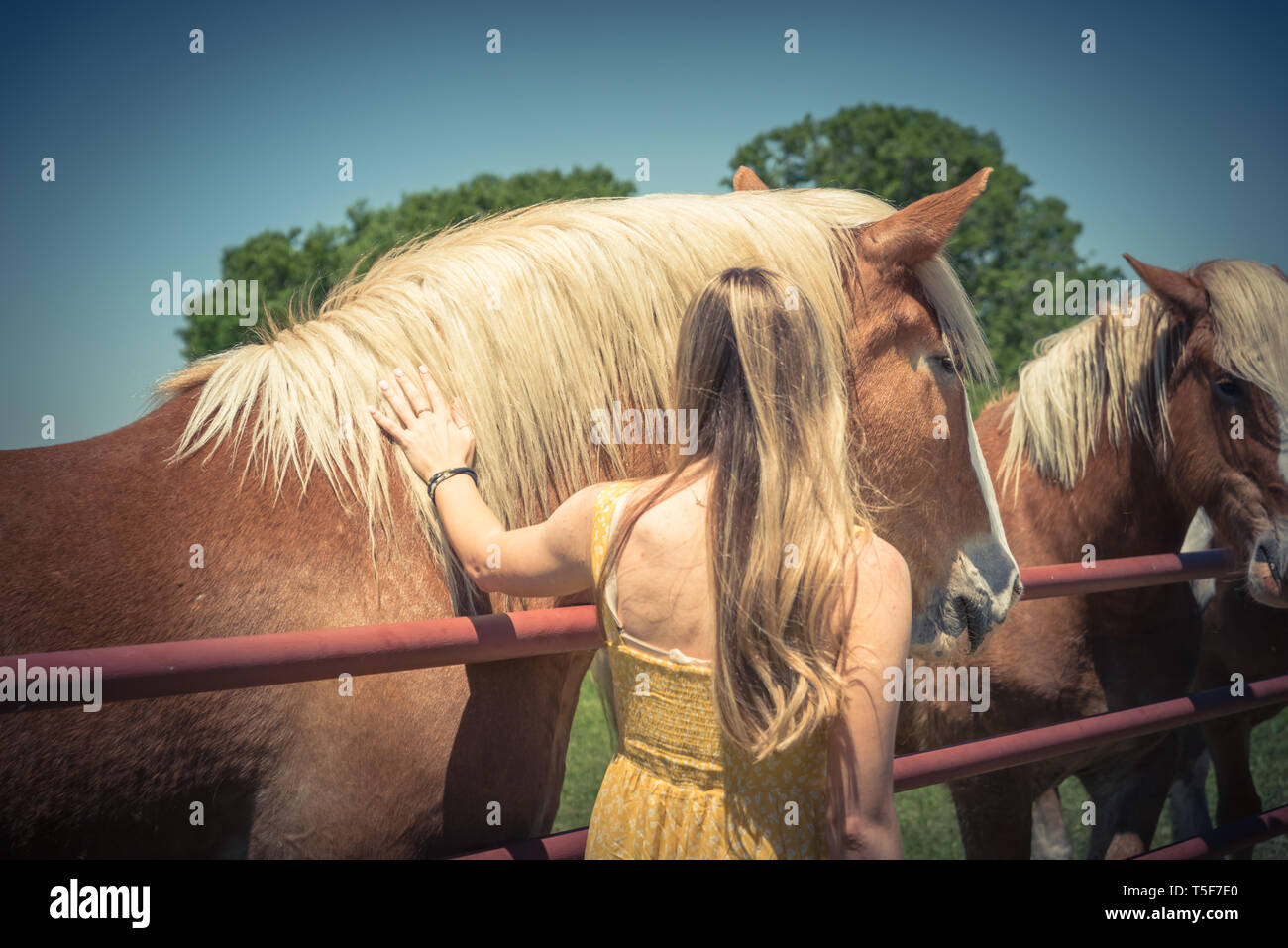 Rear view of blonde lady taking photo with Holland Draft Horses. Hand ...