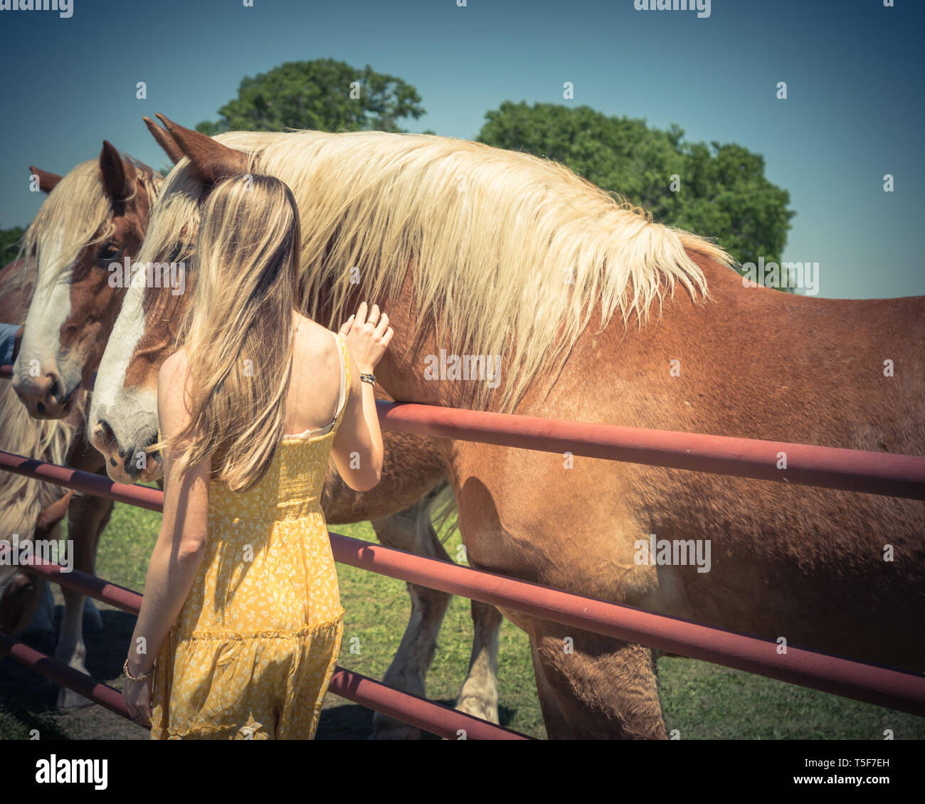 Rear view of blonde lady taking photo with Holland Draft Horses. Hand ...