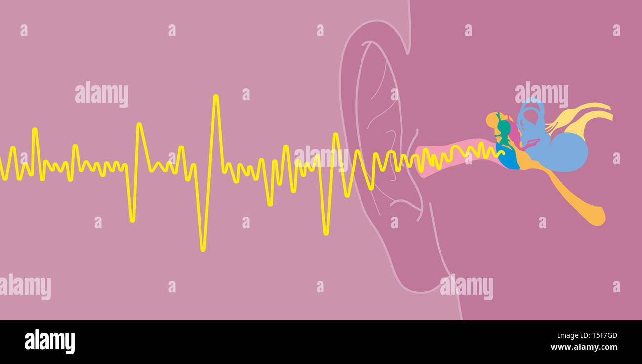 Human ear anatomy with captions, medically accurate 3D illustration ...