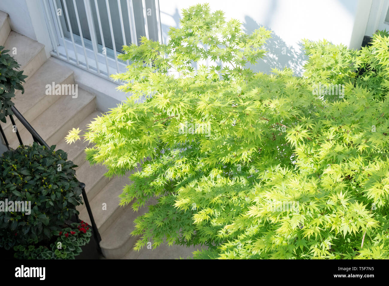 Basement garden hi-res stock photography and images - Alamy