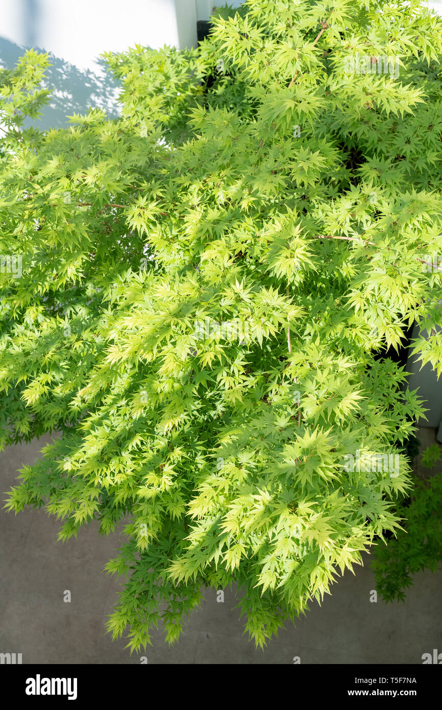 Basement garden hi-res stock photography and images - Alamy