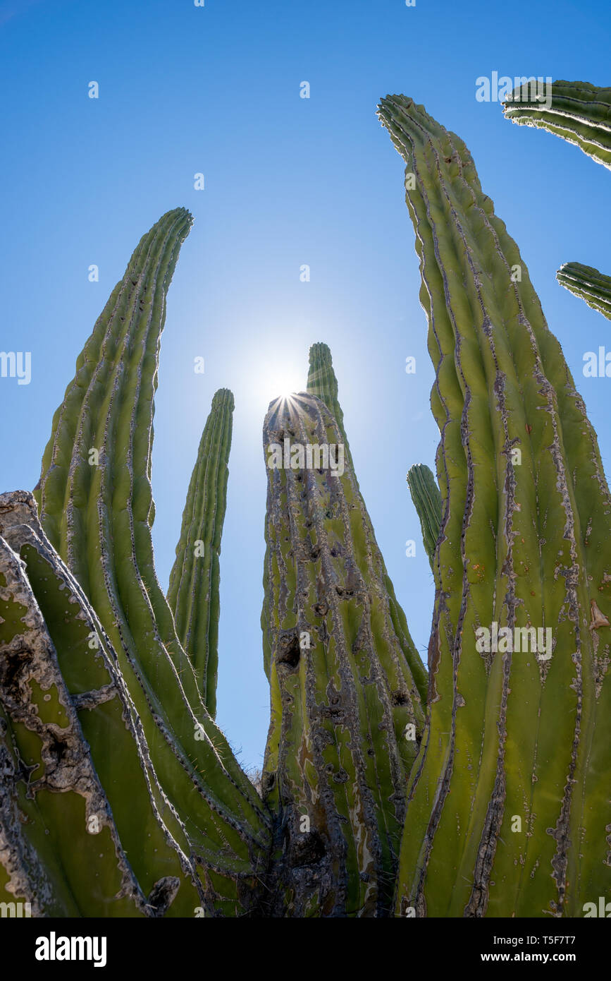 Large Cardón cactus, Bay of Loreto Nat. Park, Baja California Sur ...