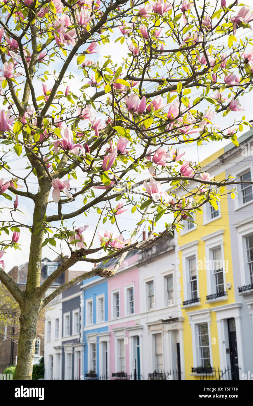 Magnolia tree in front of Colourful terraced houses in Denbigh Terrace ...