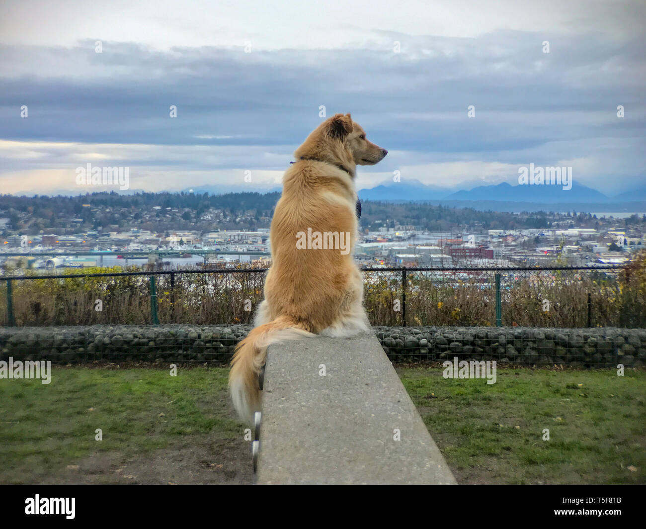 Smart park dog hi-res stock photography and images - Alamy
