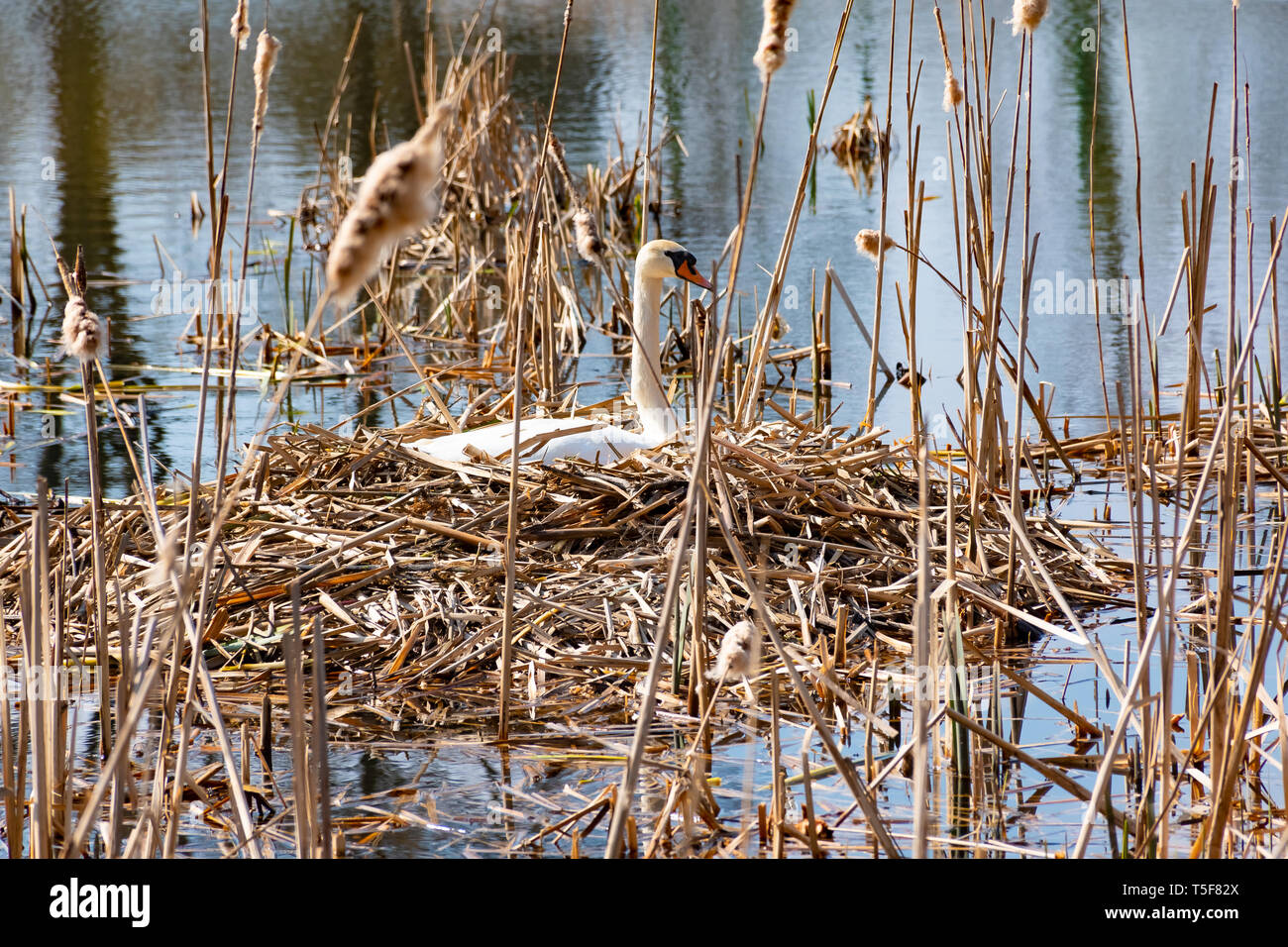 Young white swan in hi-res stock photography and images - Alamy