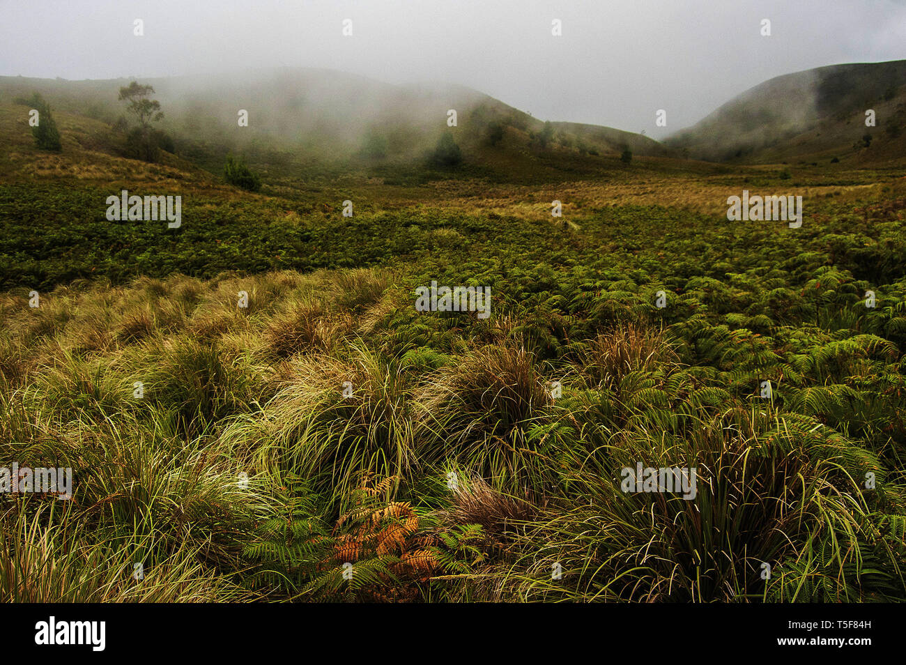 High Altitude Grassland Stock Photo - Alamy