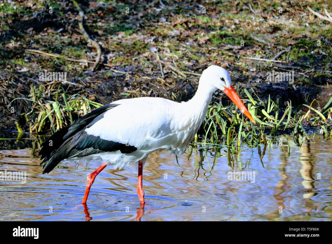stork gracefully walks in the water Stock Photo - Alamy