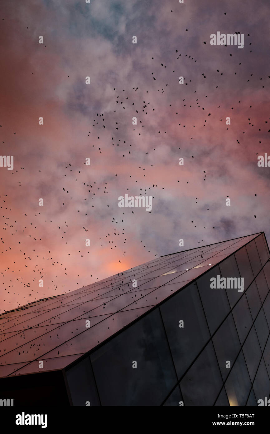 Skyscraper with birds Stock Photo - Alamy