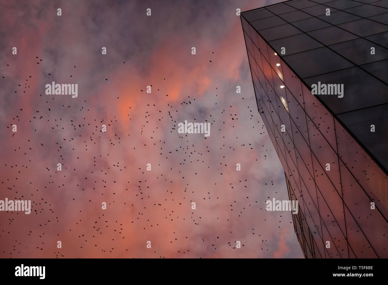 Skyscraper with birds Stock Photo - Alamy