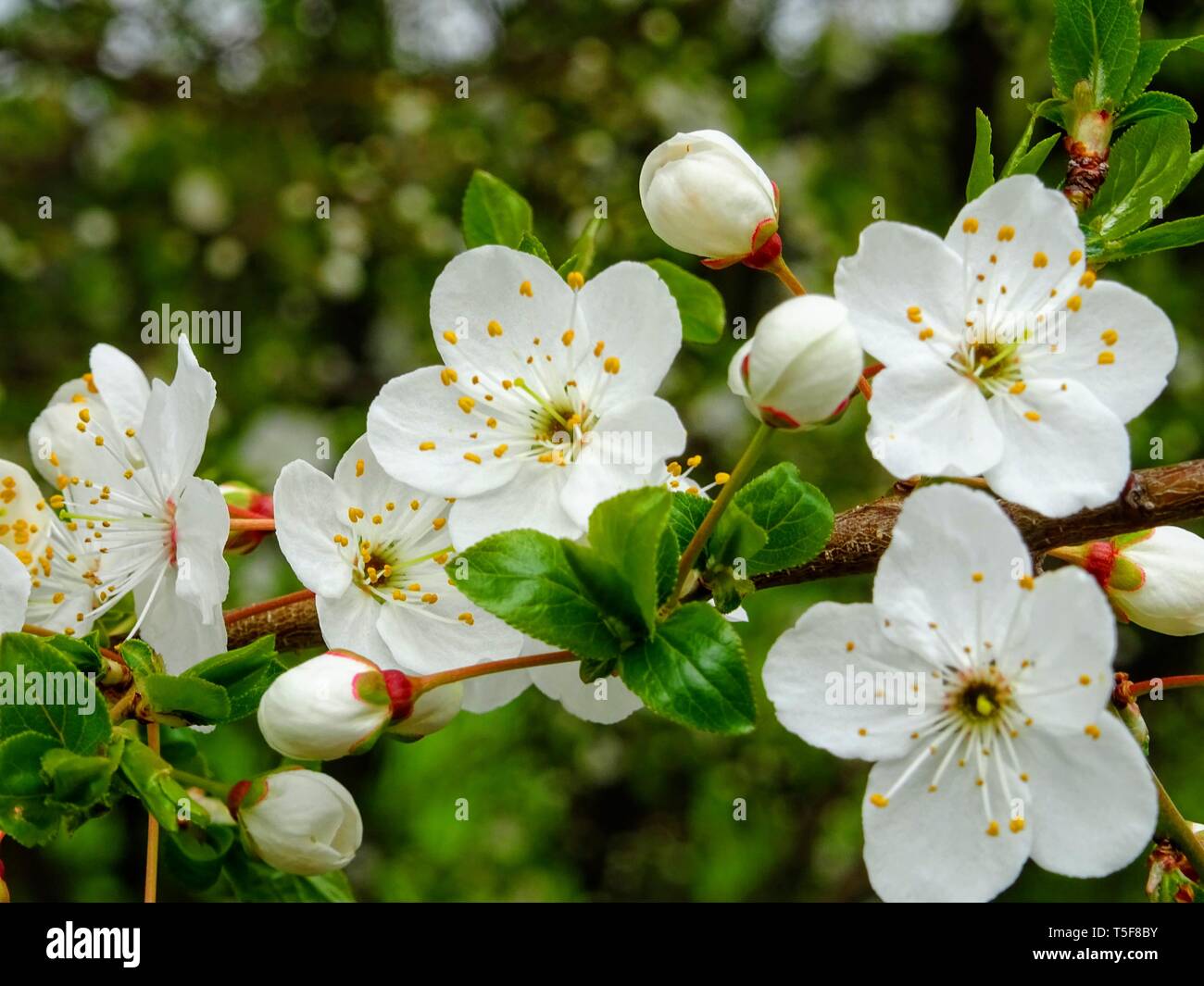 Peach blossoms tree hi-res stock photography and images - Alamy